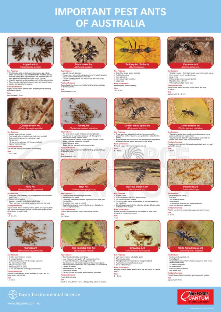 Perth Ant Treatments - Complete Pest Management Services